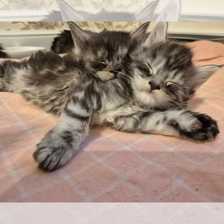 Мейн-кун котёнок