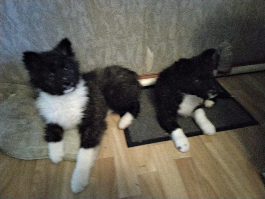 Собака в добрые руки