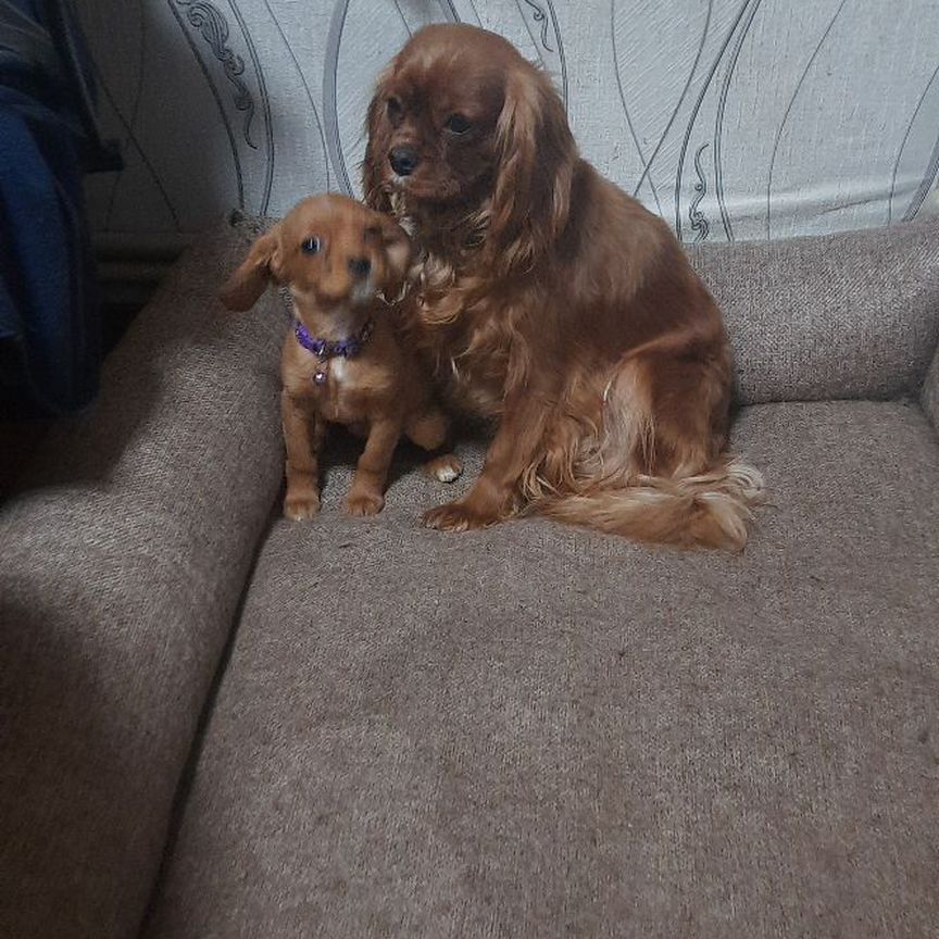 Девочка Биглиер 2,5 месяца