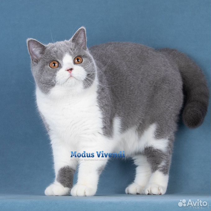 Шикарная британская девочка