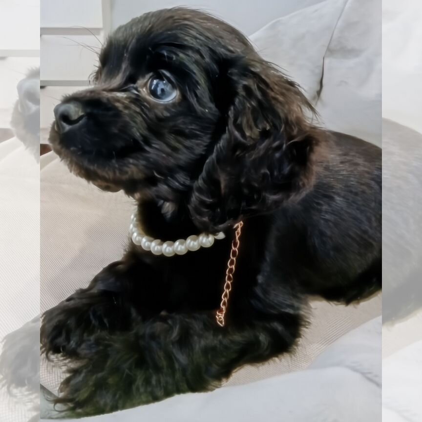 Английский кокер-спаниель, щенок