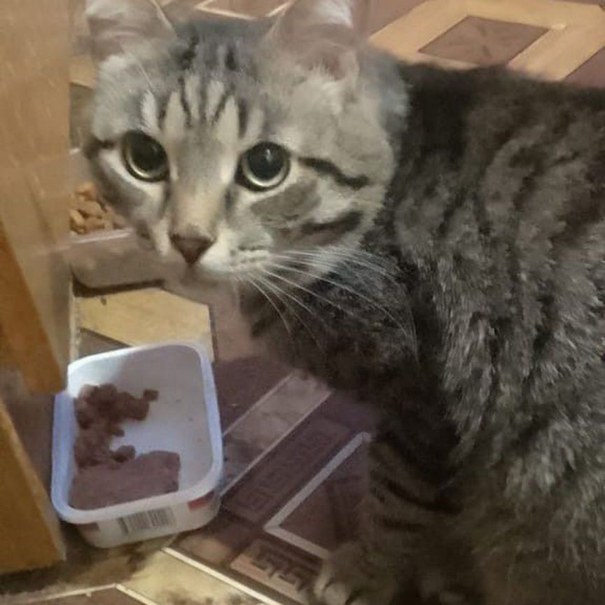 Добрый котик - в добрые руки