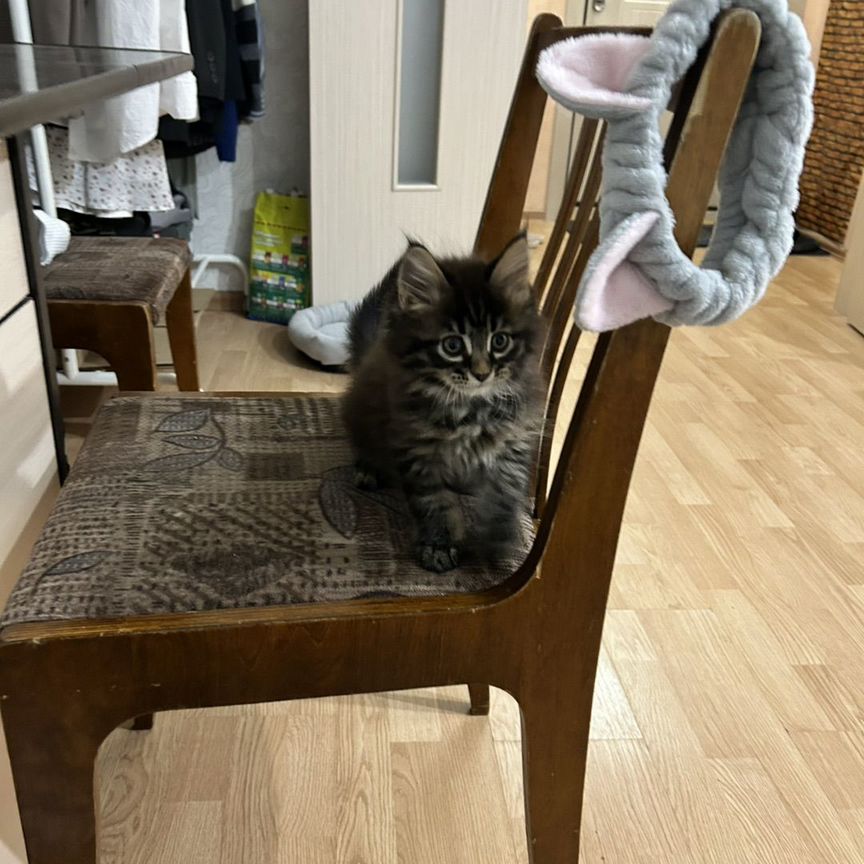 Котенок мейн-кун