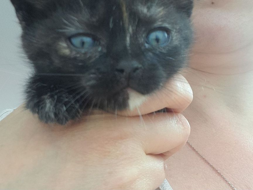 Котята-девочки