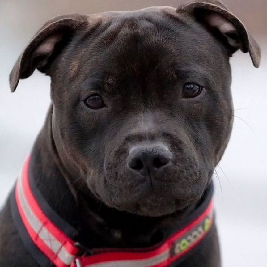 Стаффордширский бультерьер, щенок