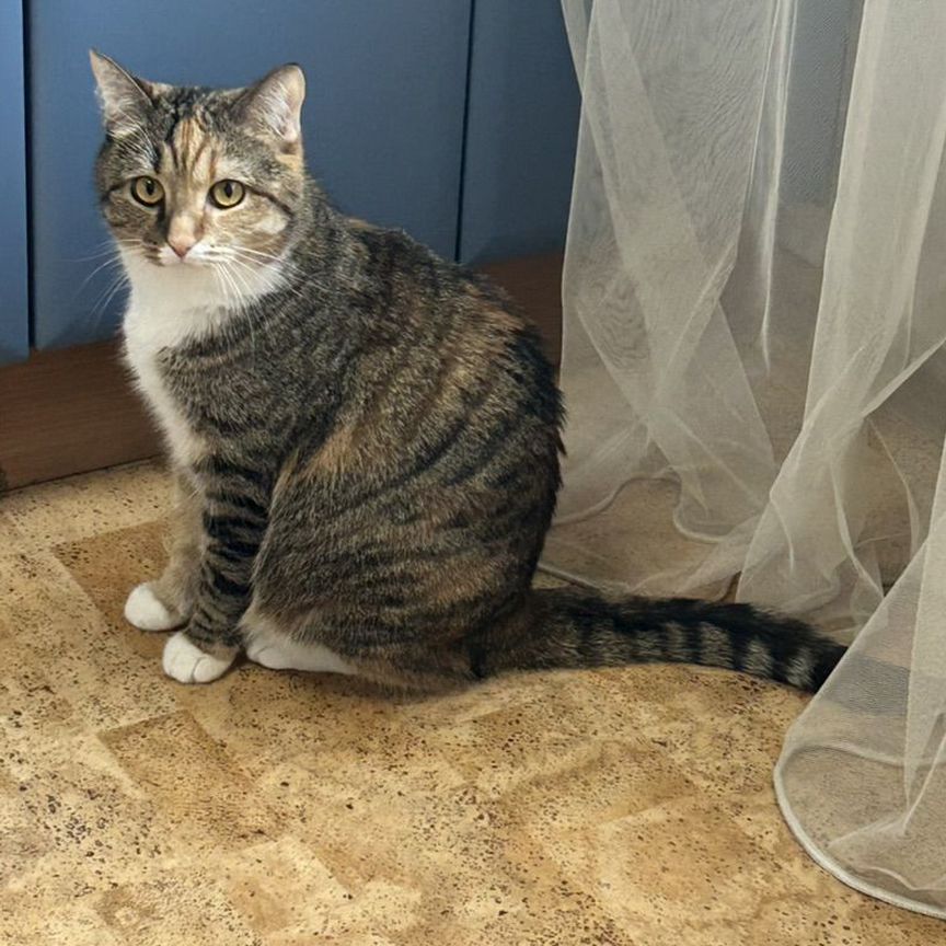 Взрослая, кошка в добрые руки