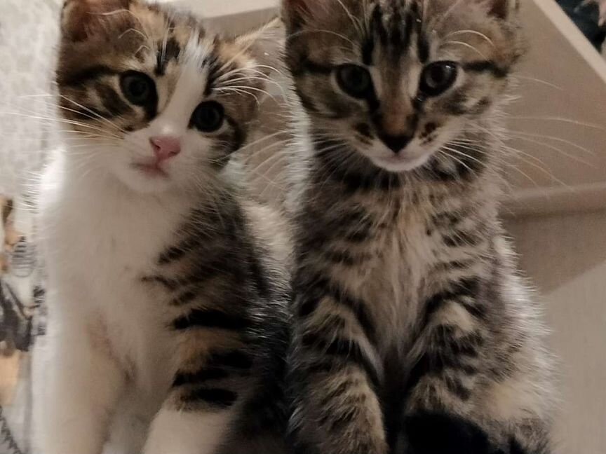 Котята от домашней кошки
