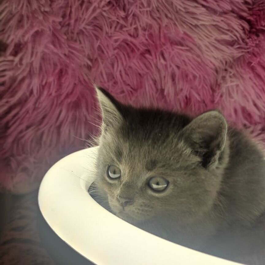 Британские котята