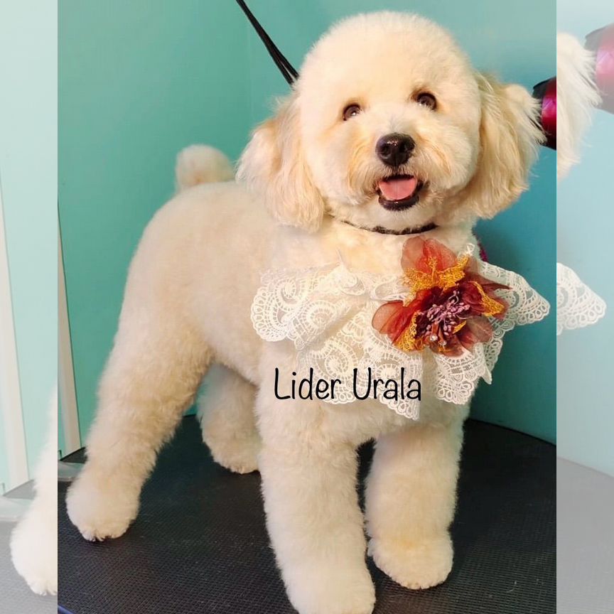 Карликовый пудель, взрослая собака