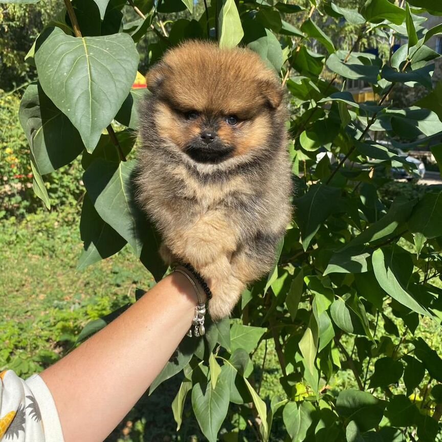 Померанский шпиц мини