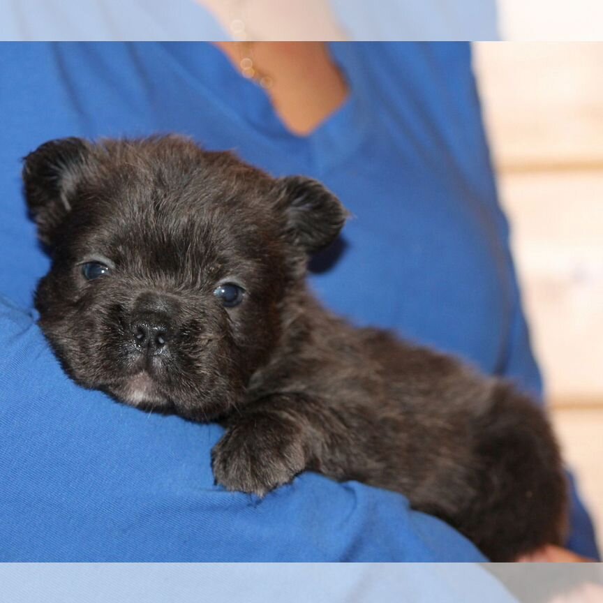 Француженка - голубая флаффи