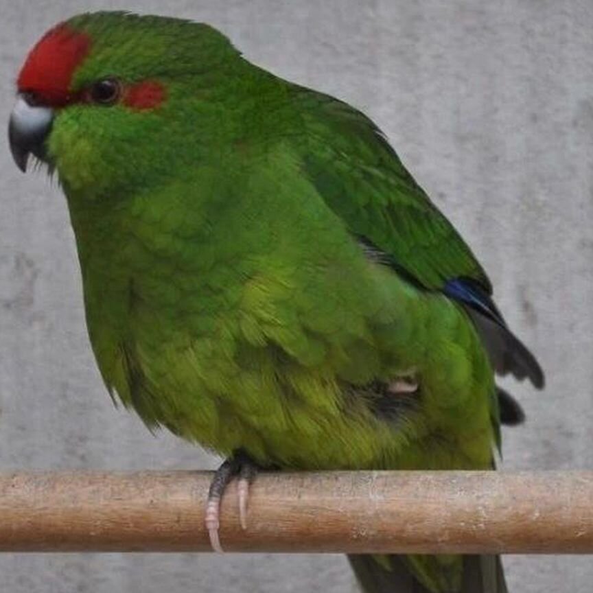 Попугай Какарик