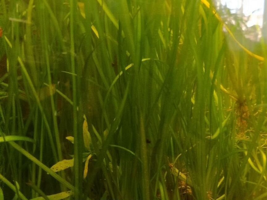 Гиганская Валиснерия, яванский мох