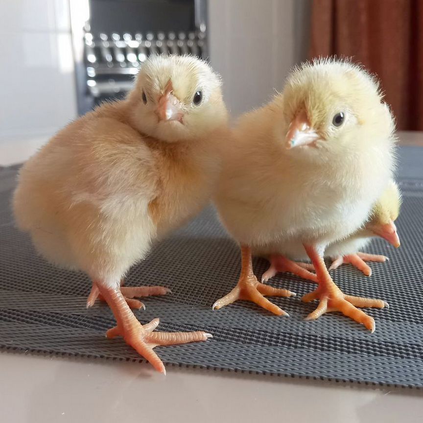 Цыплята мини мясные палевые