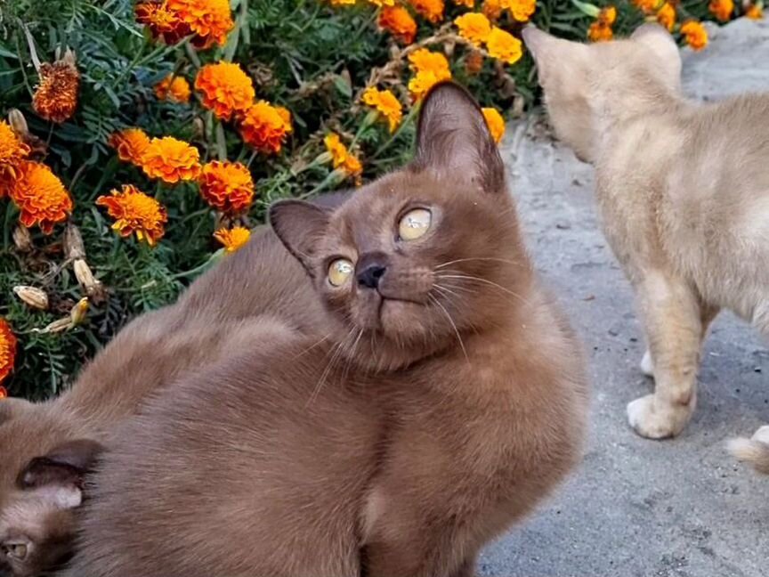 Бурманский котик