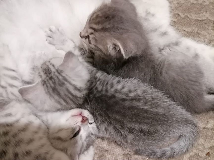 Шотландские вислоухие котята