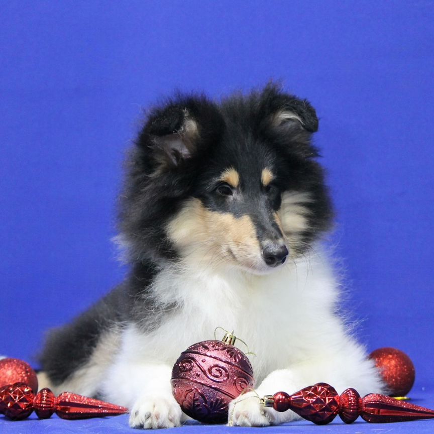 Колли, щенок
