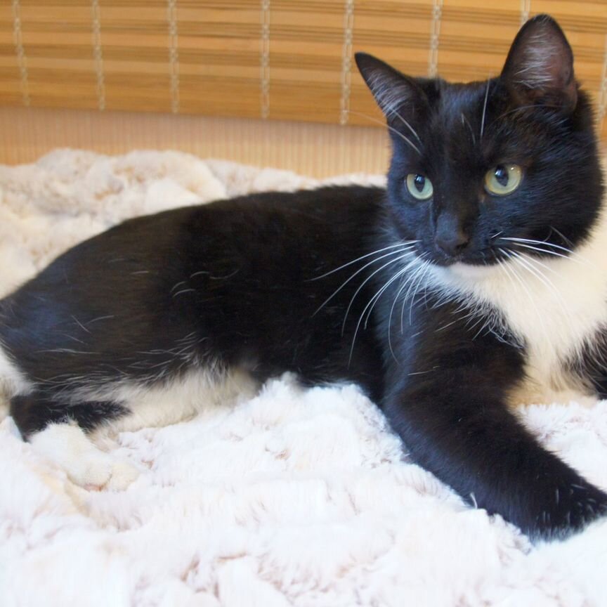 Молодая кошечка