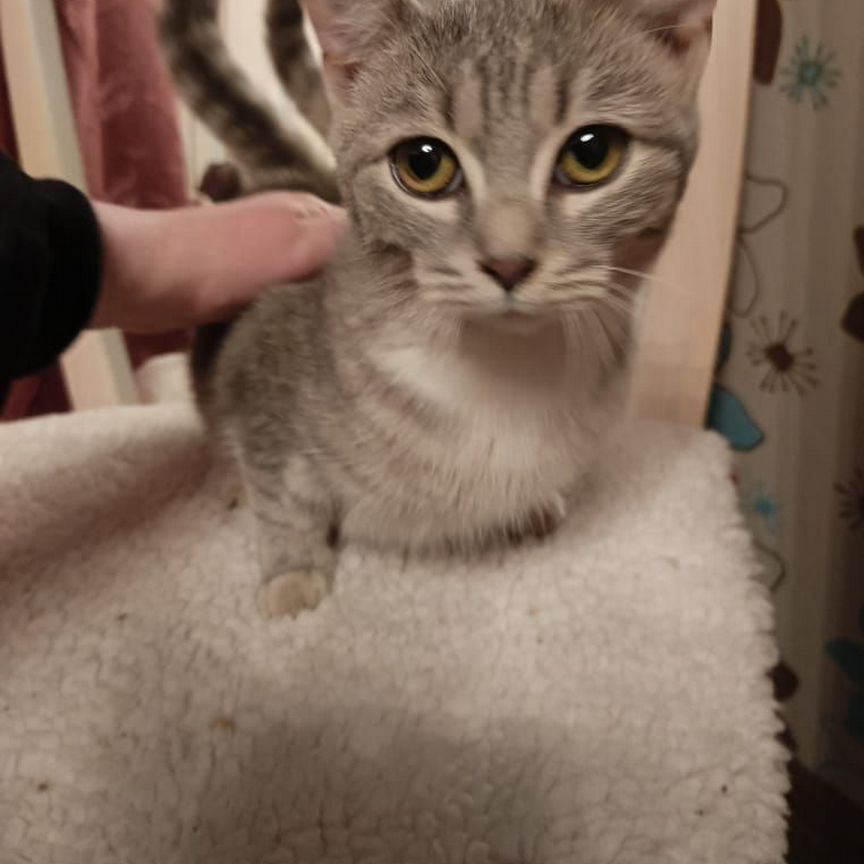 Кошка Милка ищет дом