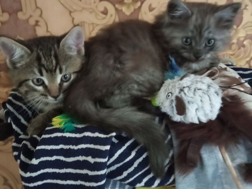 Подкинули двух малышей - котят