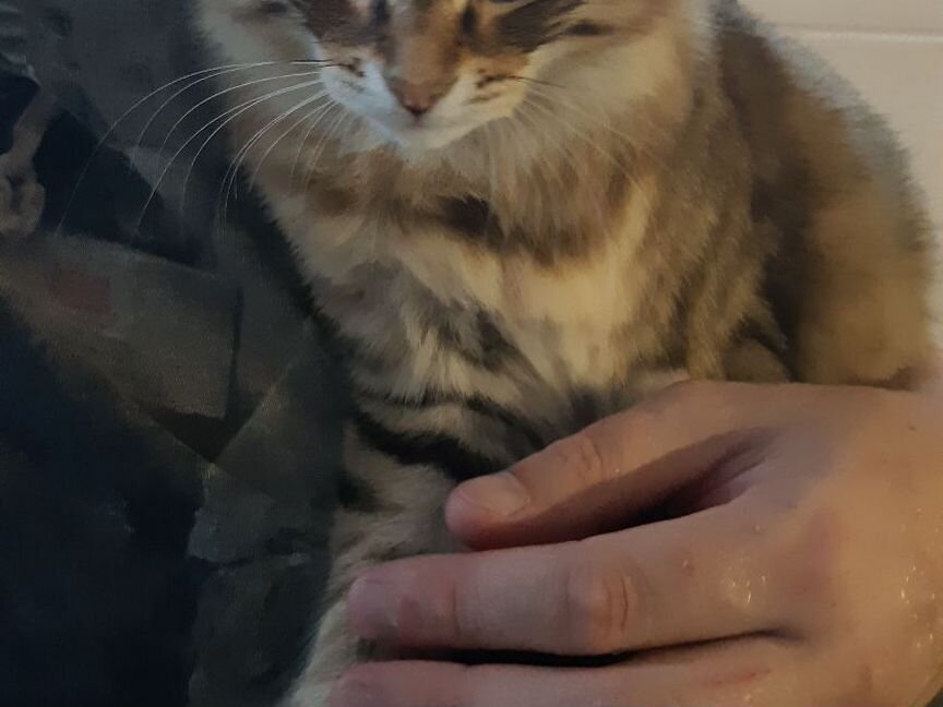 Котёнок бесплатно