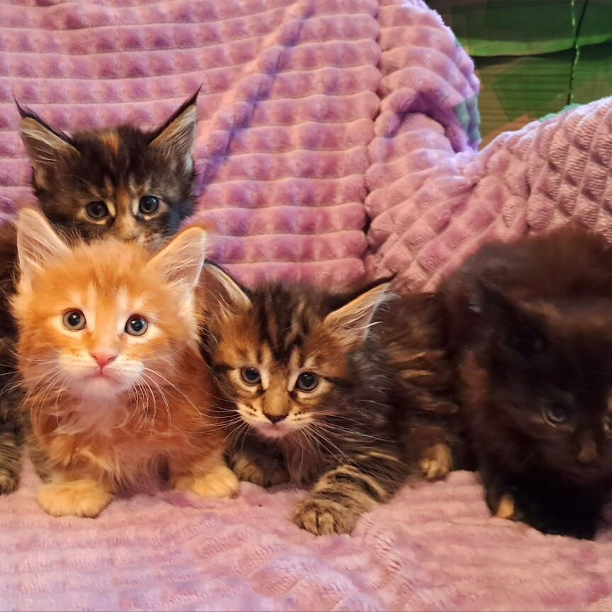 Котята мейн-кун