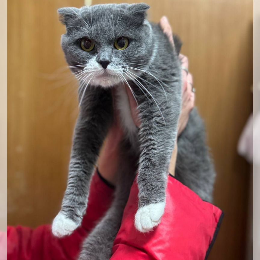 Взрослая, Девочка кошка в добрые руки