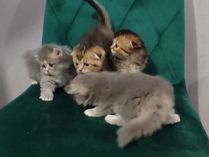 Шотландские котята