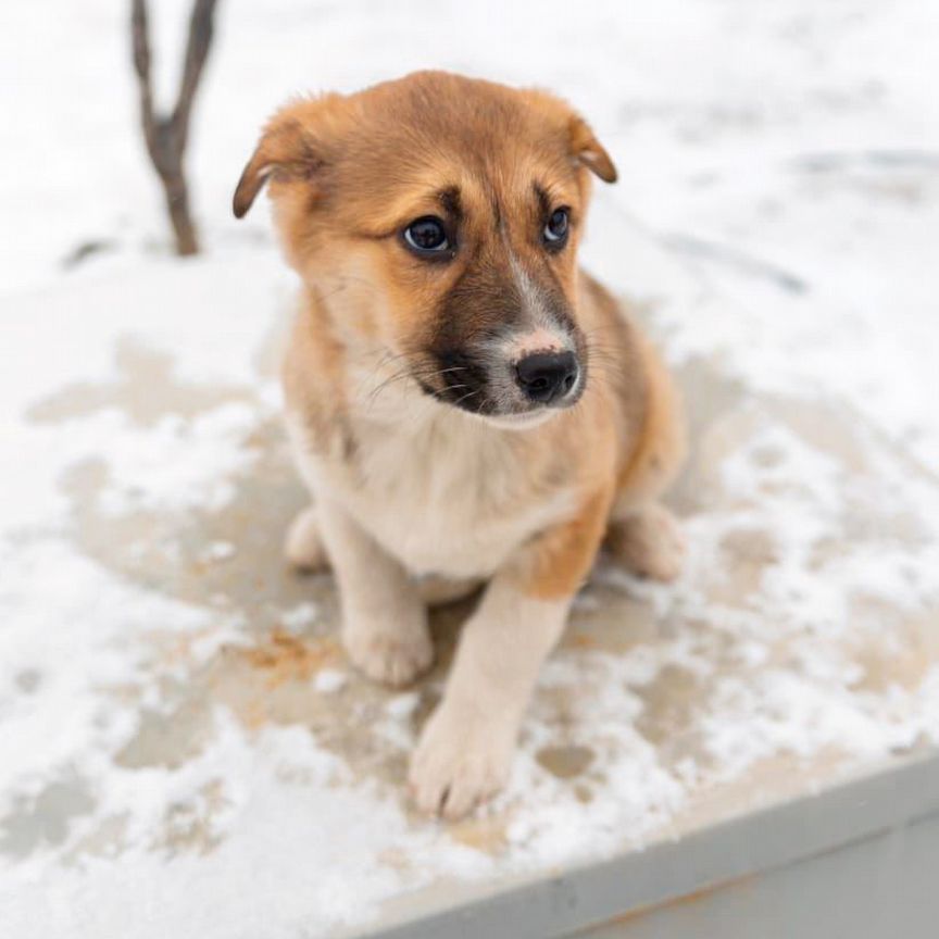 Машенька 3 мес ищет дом