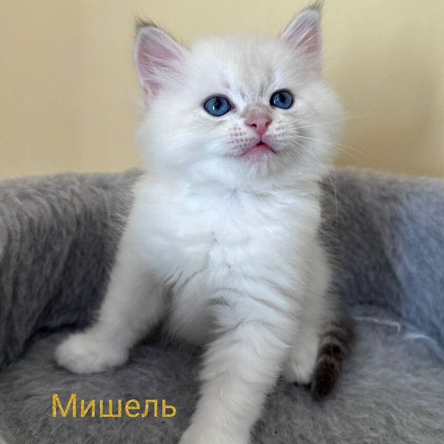 Котята