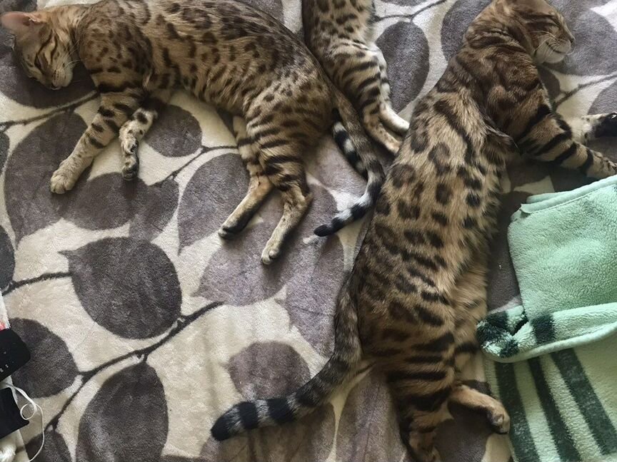 Бенгальская