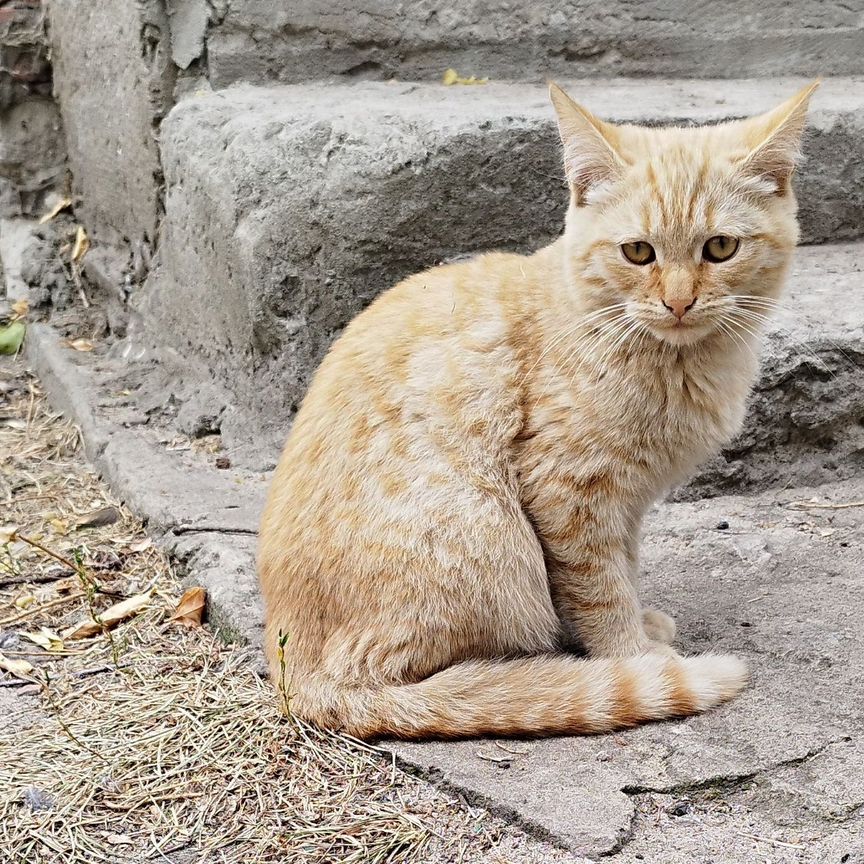 Отдам котят в хорошие руки