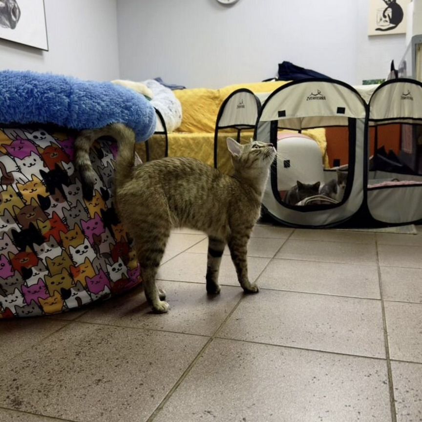 Котёнок в добрые руки