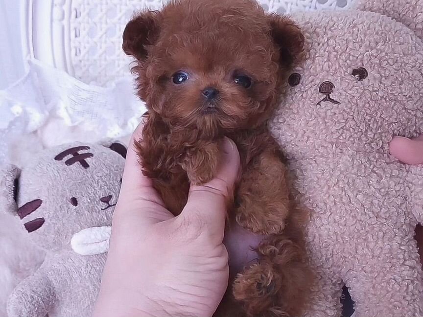 Микро пудель мальчик из Кореи
