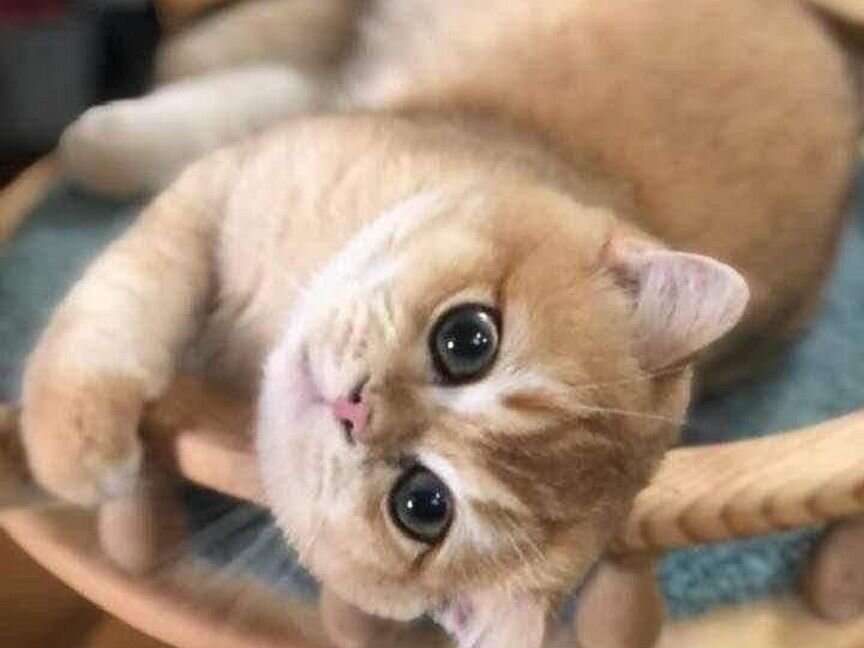 Золотой красавчик