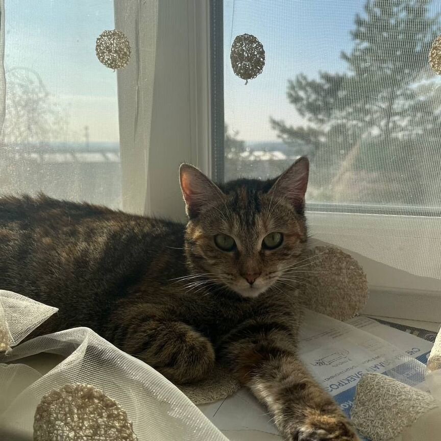 Кошки в добрые руки бесплатно