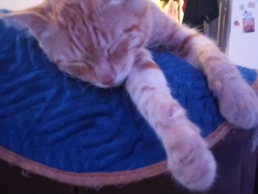 Кошка в дар, филиппинский бобтейл