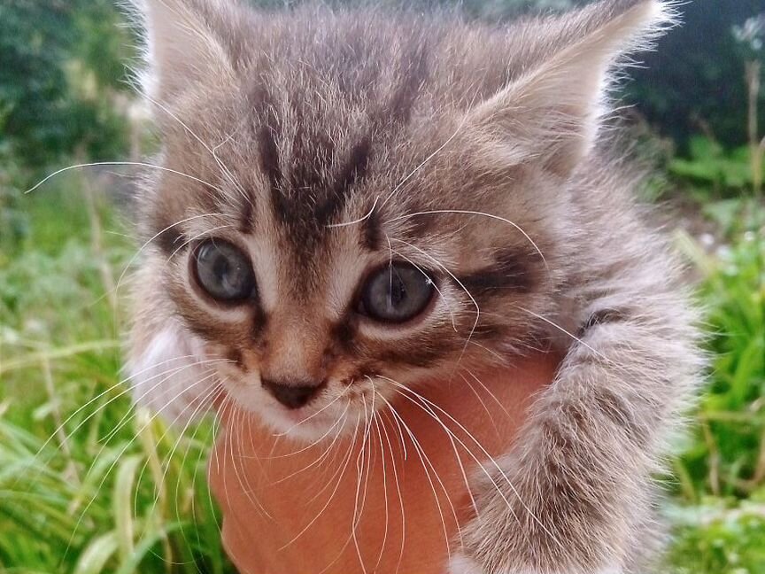 Котенок серый