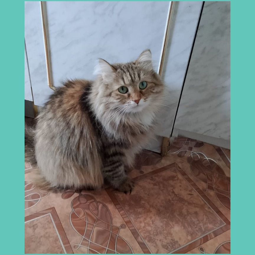 Уютная добрая кошка