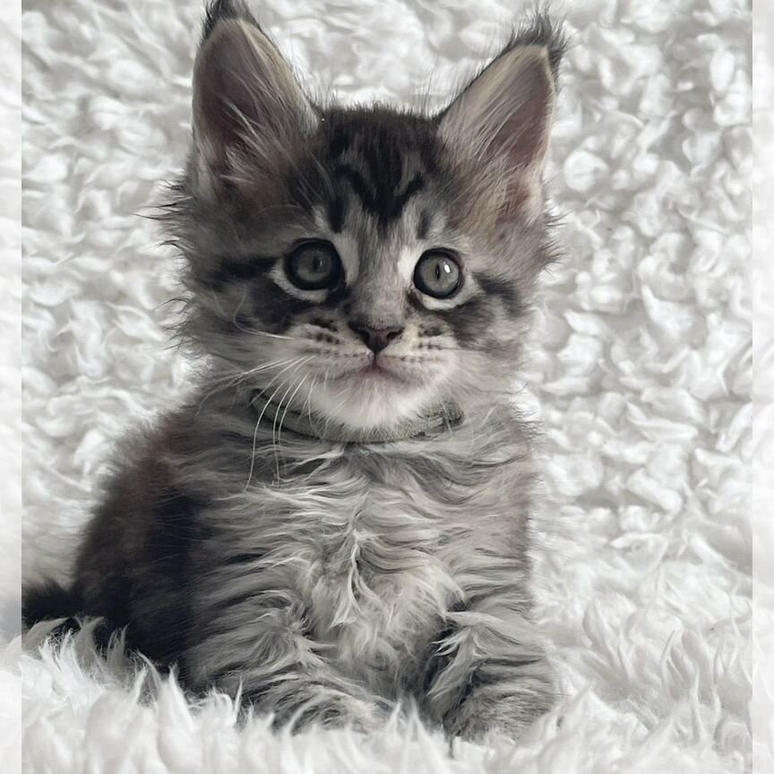 Мейн-кун котёнок