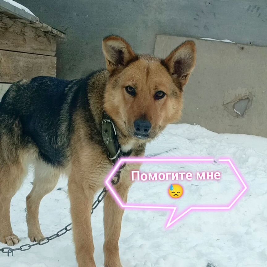 Юная собака в беде (в добрые руки)
