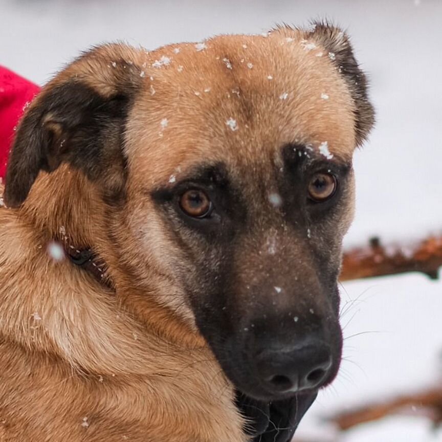Долли скромная девочка в добрые руки