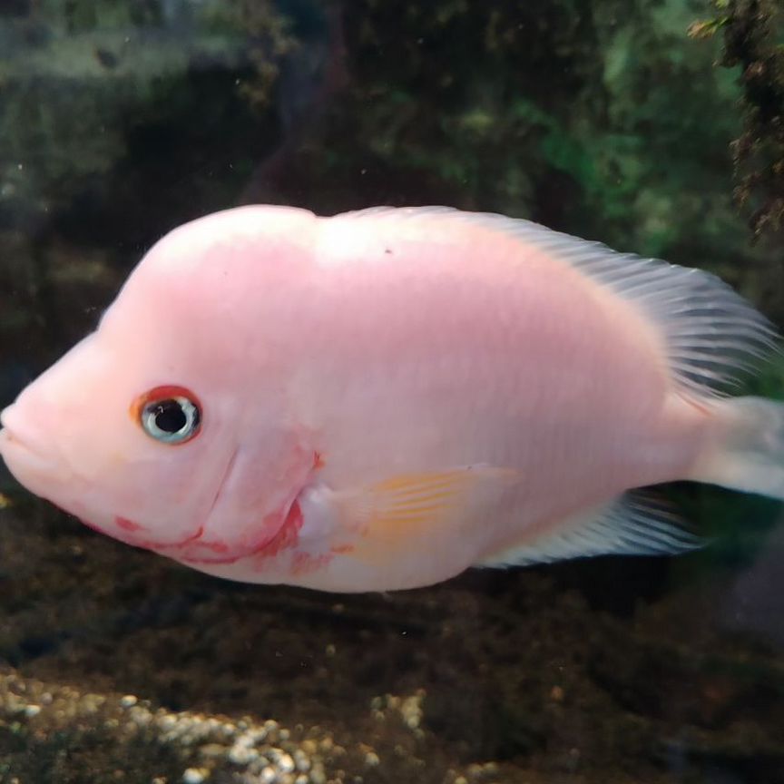 Цитрон самка