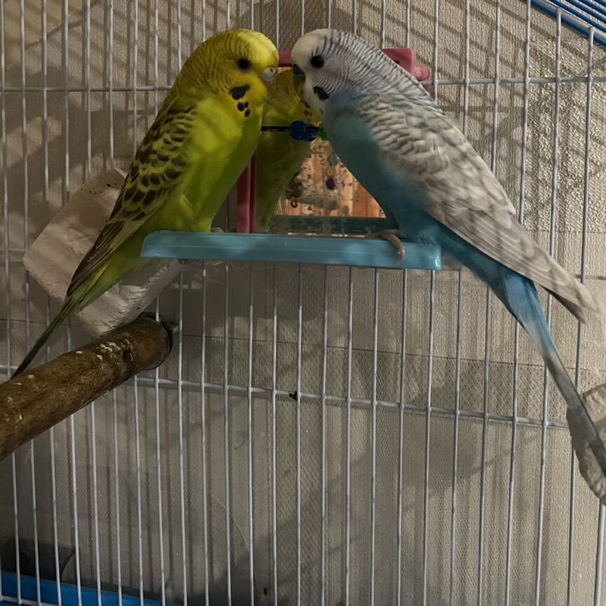 Волнистые попугаи с клеткой