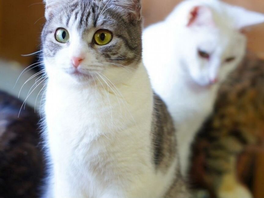 Котенок Цветочек в хорошую семью бесплатно