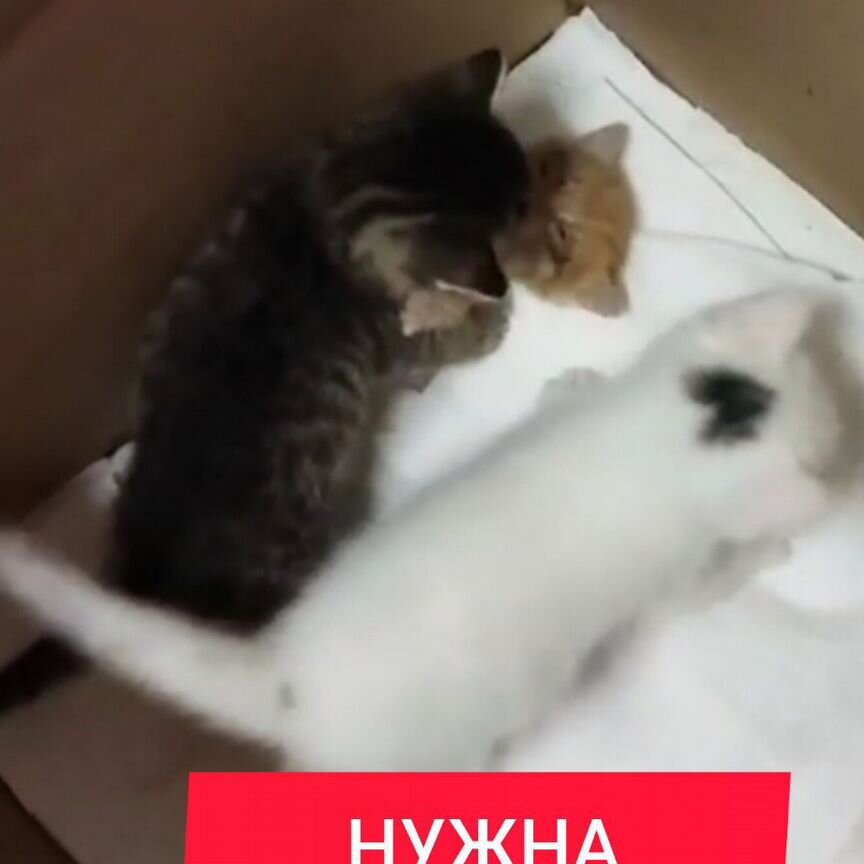 Котёнок в добрые руки