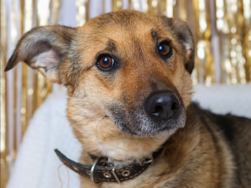 Собака Лакки в дар