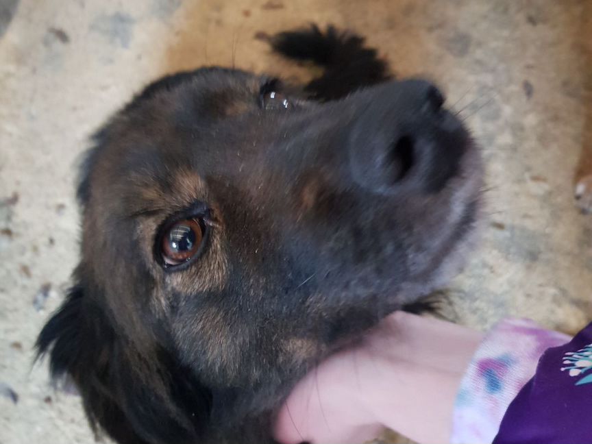 Собачуня несколько дней на пристрой