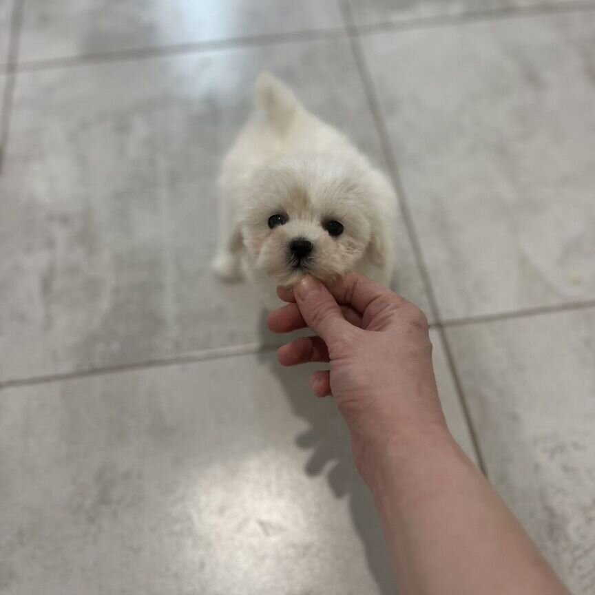 Мальтипу девочка mini f1