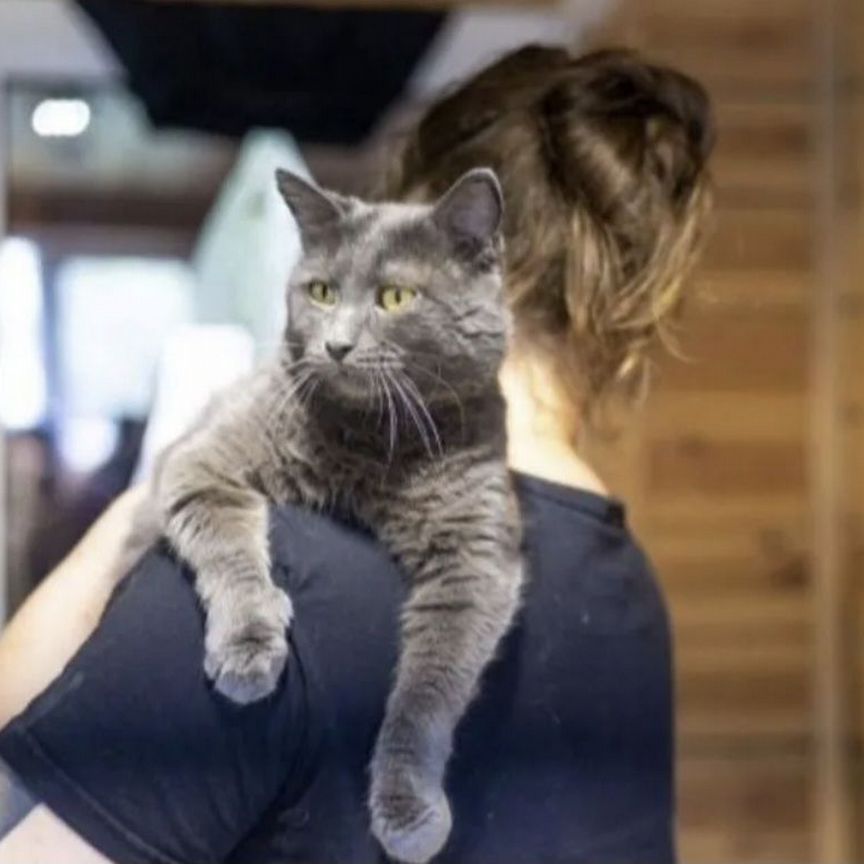 Одинокий кот ждёт свою семью в приюте